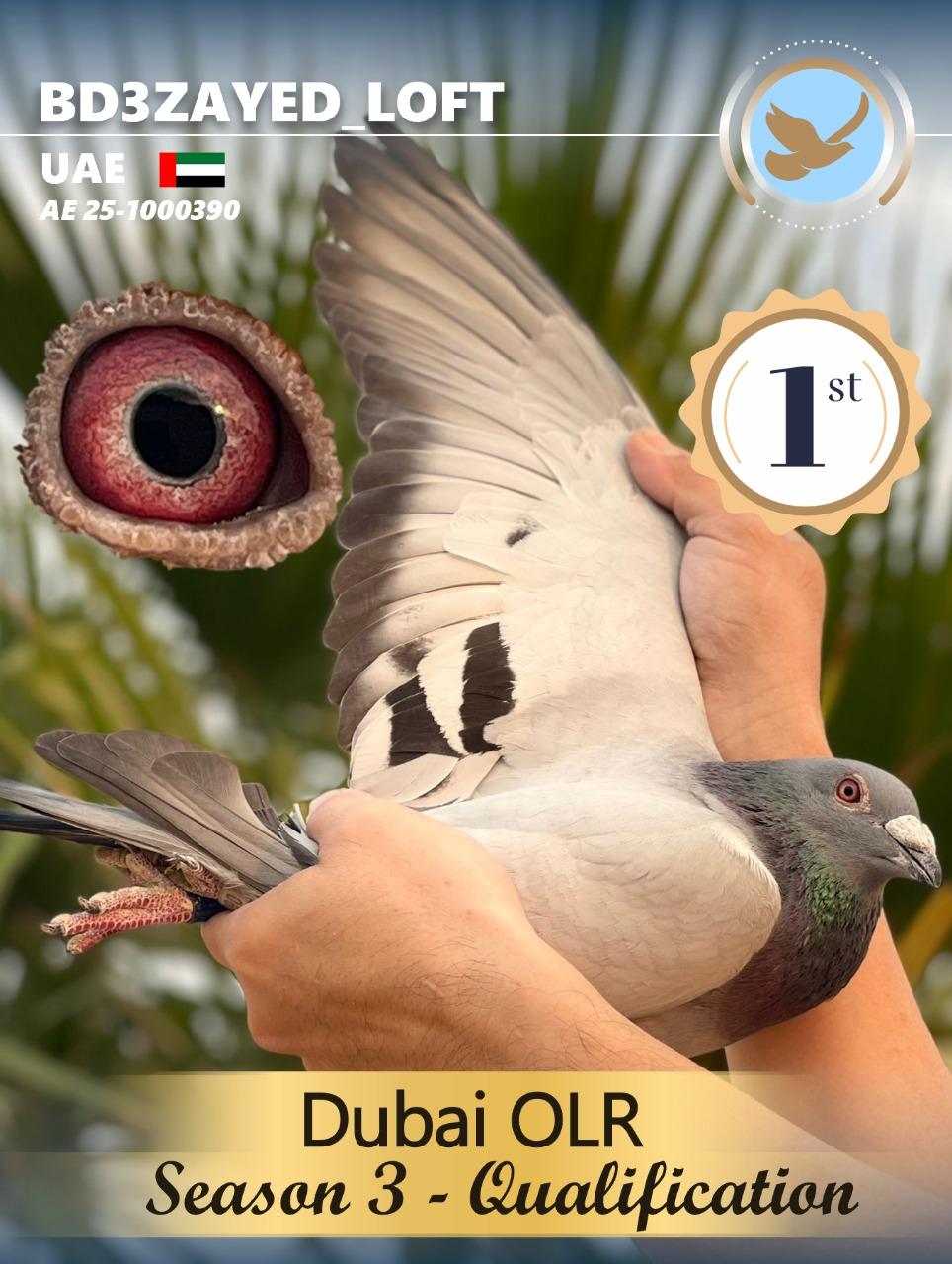 BD3 Zayed wins Qualification Race - Dubai Pigeon Race